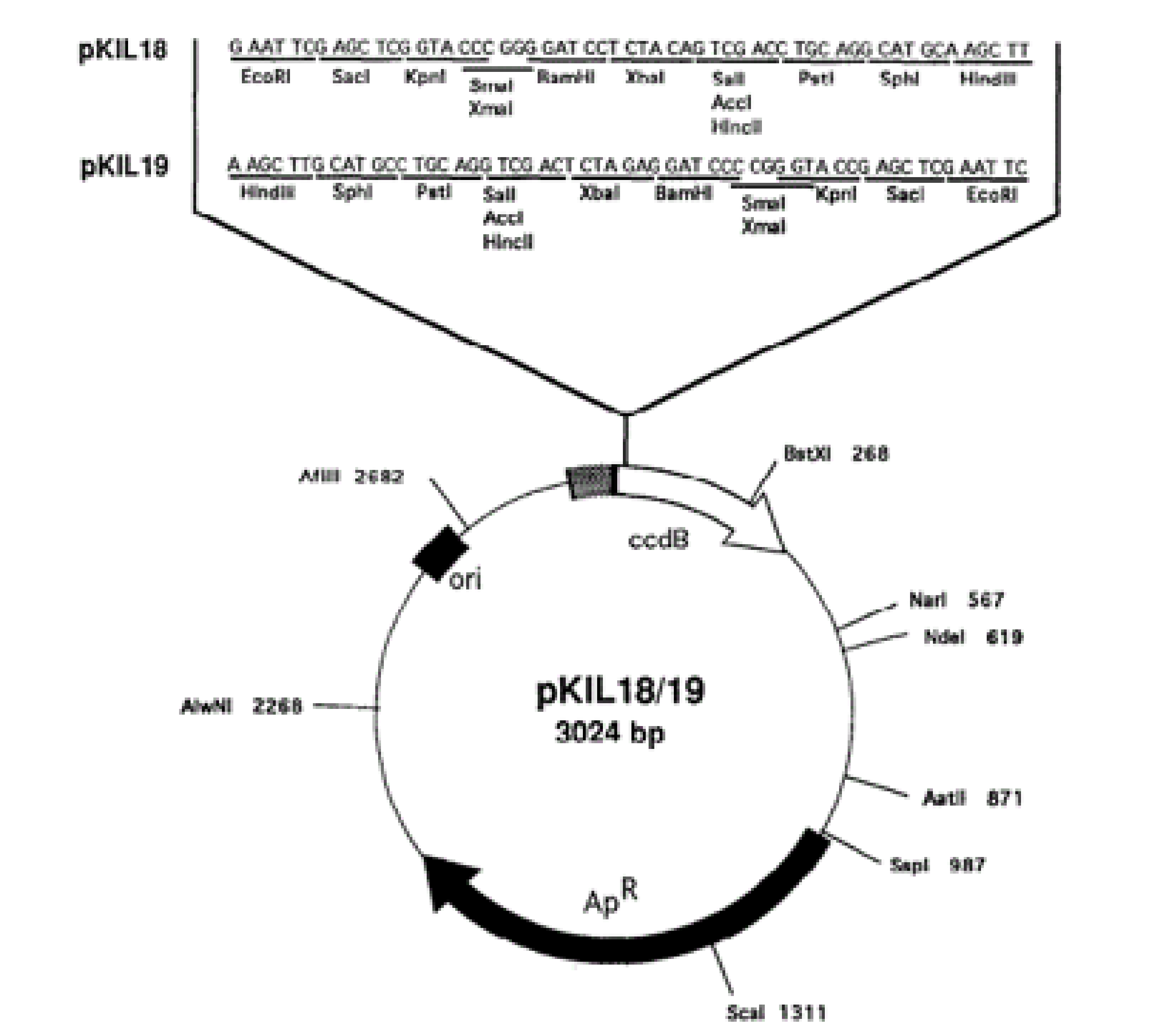 Plasmids 101: CcdB - The Toxic Key to Efficient Cloning